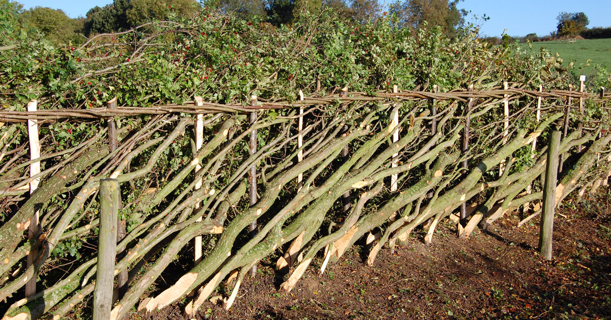 Hedge Laying Community Project